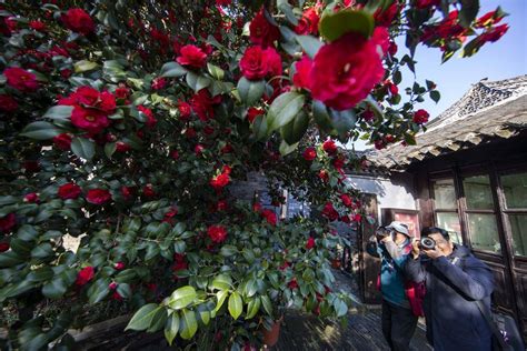 组图 江苏泰州千年古山茶绽放迎客来 游客 茶花 金色