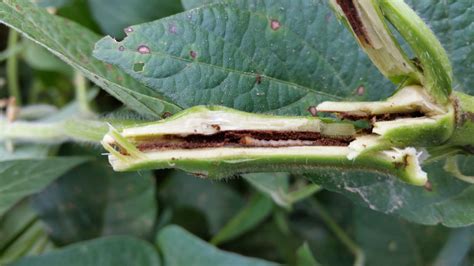 A New Emerging Soybean Pest Introducing The Dectes Stem Borer Field Advisor