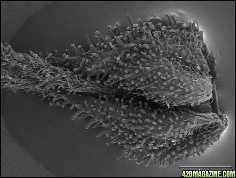 Scanning Electron Microscope Image Of Female Calyx And Trichomes