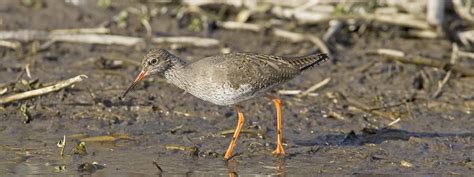 Wading Birds New Forest National Park Authority