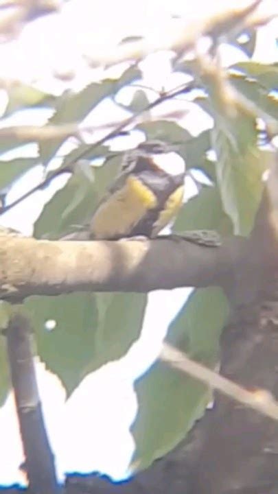 Синиця велика Youtube