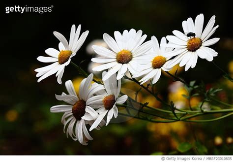 Mbrf23010835 게티이미지코리아 구절초 Royalty Free 이미지