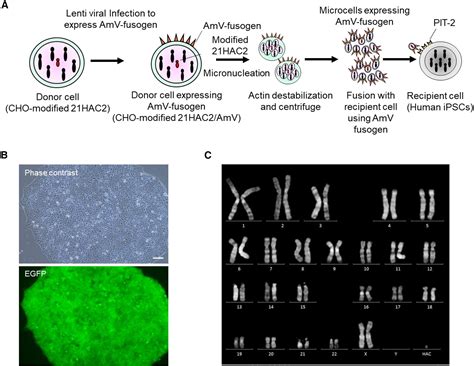 Treatment Of Cho Cells With Taxol And Reversine Improves Micronucleation And Microcell Mediated