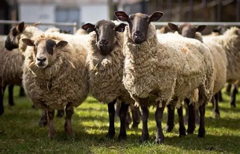 Sheep Behavior Ultimate Sheep Behavior Guide Savvy Farm Life