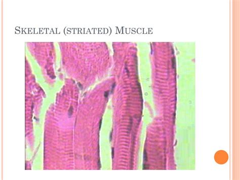 Ppt The Human Muscular System Powerpoint Presentation Free Download