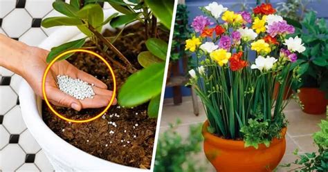 4 truques de mágica para fazer suas plantas florescerem o ano todo Dicas Para Nossa Casa