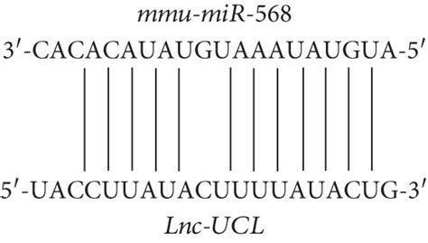 Lncrna Ucl Is Predominantly Located In The Cytoplasm And Binds To