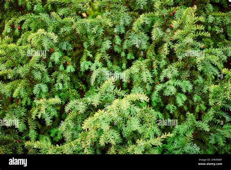 Taxus Baccata Evergreen Yew Tree Foliage Close Up European Yew Tree With Mature And Immature