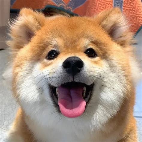 宠物摄影 可爱柴犬 动物 治愈 头像 萌宠 花瓣网