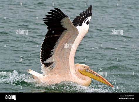 Pelikan OnoÄ rotalus Walvis Bay Namibia Stock Photo Alamy