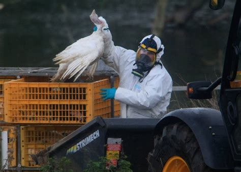 增至6個養殖場爆禽流感 業界稱雞蛋供應未短缺｜即時新聞｜國際｜oncc東網