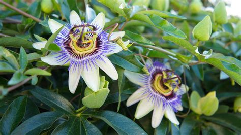 Características De La Flor De La Pasión Jardinatis