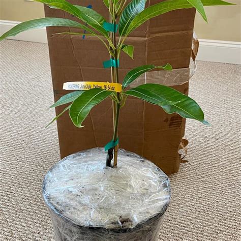 Copper Leaf Plant Acalypha Wilkesiana Live Plant Same Day Shipping And Free Shipping No Shipping