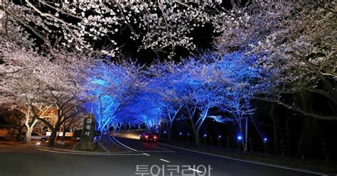 봄의 절정 눈처럼 내리는 벚꽃 향연 속으로강진금곡사 벚꽃 삼십리길축제 29일 개막