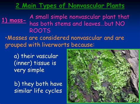 Nonvascular Plants Are Also Called Bryophytes Smithsonian Tropical
