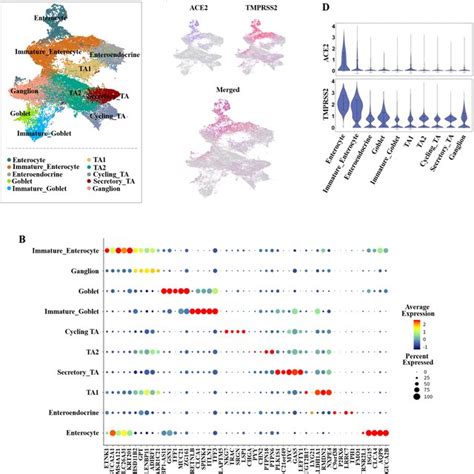 Single Cell Analysis Of Colonic Epithelial Cells A Uniform Manifold