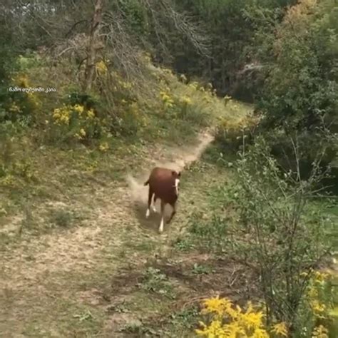 🐎 🐎 By წამო თუშეთში კაია