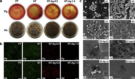 What Does Incubation Do To Bacteria At Aaron Levine Blog