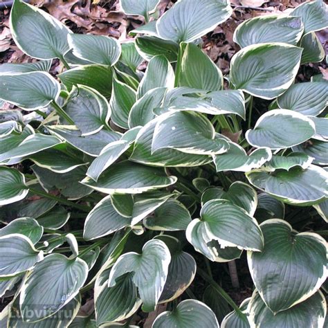 Хоста Карин Karin [l] купить в интернет магазине Любвитского