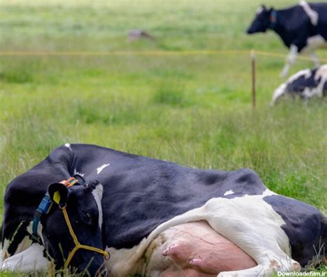 عکس فیلم گاوی