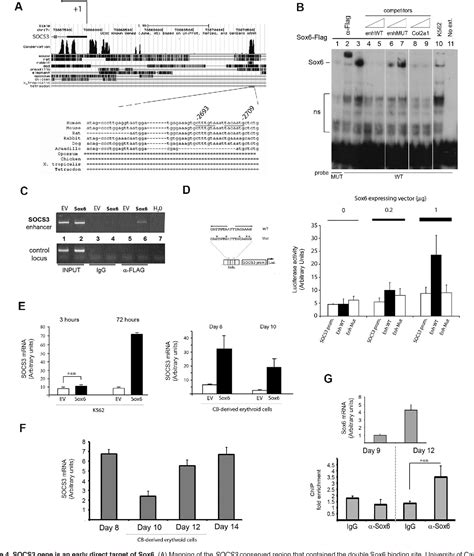 Figure 4 From Sox6 Enhances Erythroid Differentiation In Human