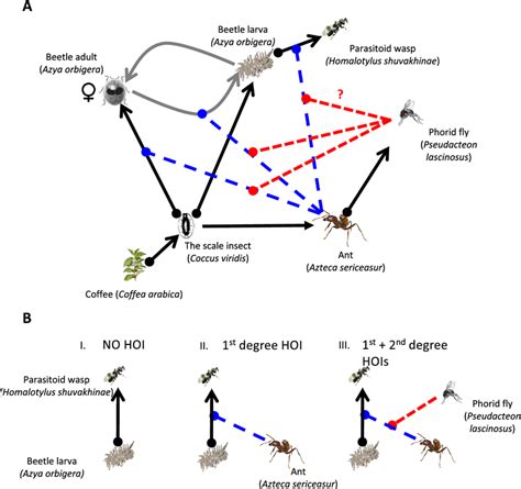 A The Diagram Of The Dynamics Of The Study System The Black Solid