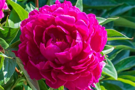 Flowers And Buds Of A Peony Paeonia The Peasant Peony Is One Of The