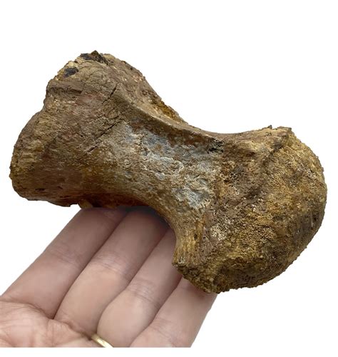 Fossils For Sale Fossils Rare Cretaceous Theropod