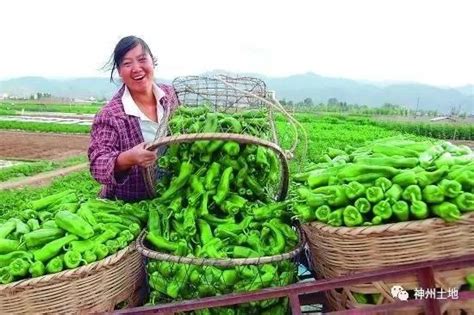 他們多領了補貼，有好政策，能不能帶領農民收入增加？ 每日頭條