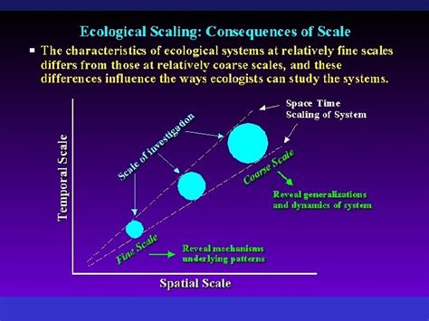 Emergence Of Landscape Ecology Equilibrium View Structure Function