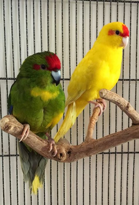 Is My Kakariki Male Or Female Page 2 Parrot Forum Parrot Owners Community