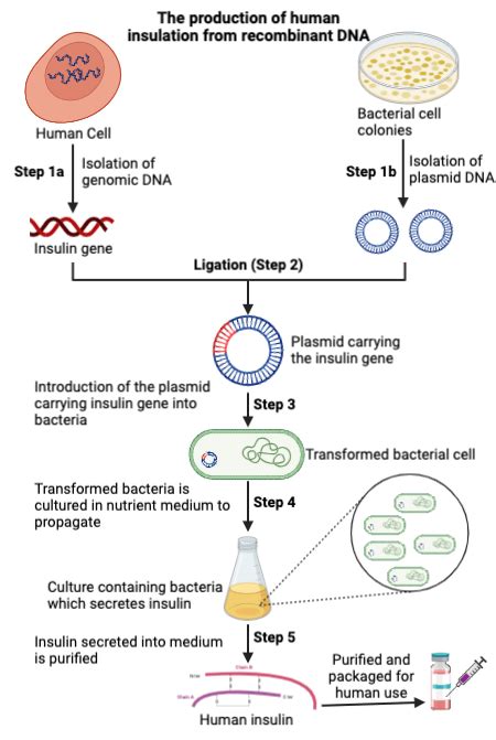 Analyzing An Illustration Of Molecular Cloning Using Plasmids Practice