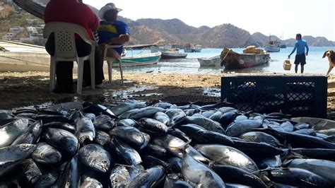 La Pesca Con Chinchorro En Taganga Una Práctica Histórica Que Lucha