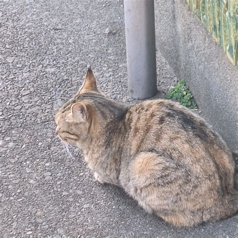 こんにちは今日の野良猫です癒されます