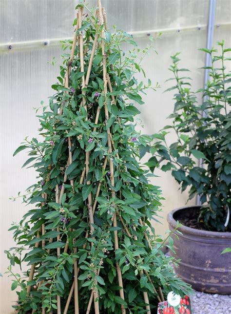Growing Goji Berry
