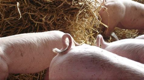 Pig farming for beginners: From piglets to profits - Food For Mzansi