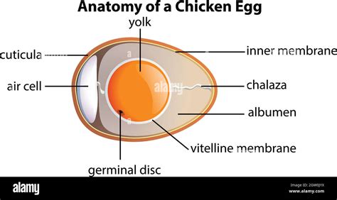 Anatomy Of A Chicken Egg Stock Vector Image And Art Alamy