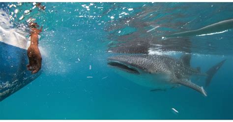 Акули без зъби 8 снимки