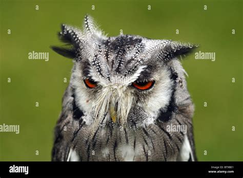 Northern White Faced Owl Ptilopsis Leucotis Stock Photo Alamy