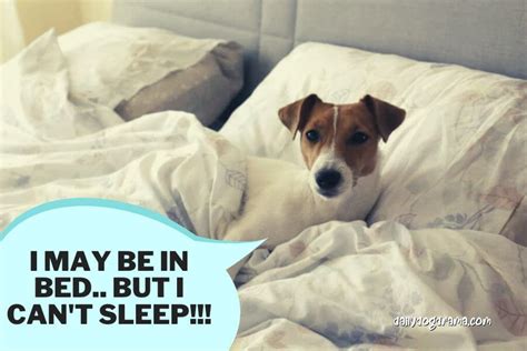 Puppy Sleep Regression No More Sleepless Nights Canine Care Central