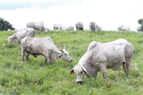Seleksi Sapi Pejantan Unggul Berbasis Proteomik Majalah Infovet I