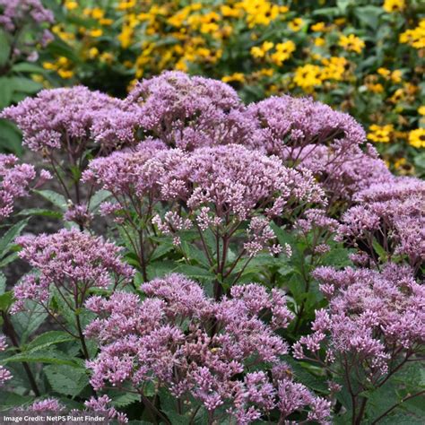 Joe Pye Weed Eupatorium Euphoria™ Ruby 1 Container Mahoneys Garden Center