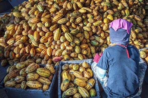 premium photo back view of the working worker sorts fresh ripe yellow