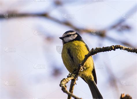 蓝山雀栖息在树枝上