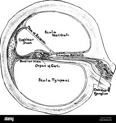 Cochlear Duct