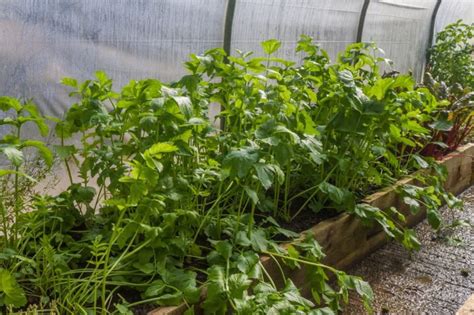 Sowing Parsnip Seeds In Simple Steps Horticulture Co Uk
