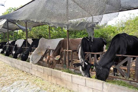 Ganadería Climáticamente Inteligente Una Alianza Exitosa Ekosnegocios
