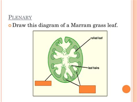 Ppt Plant Adaptations Powerpoint Presentation Free Download Id6881770