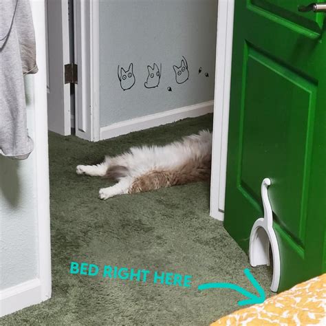 Just Couldnt Make It R Whatswrongwithyourcat