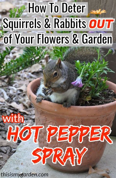 How To Keep Squirrels And Chipmunks From Digging In Flower Pots At Jimmy Ashman Blog